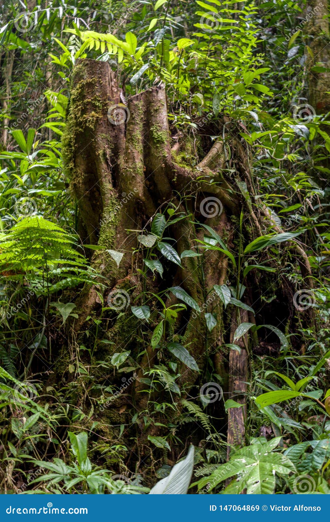 TRUNK of BIG TREE FELLED stock image. Image of nature - 147064869