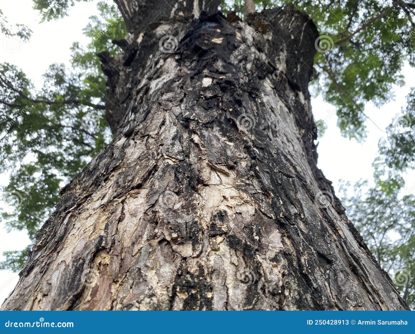 Trunk stock image. Image of city, trunk, tree, garden - 250428913