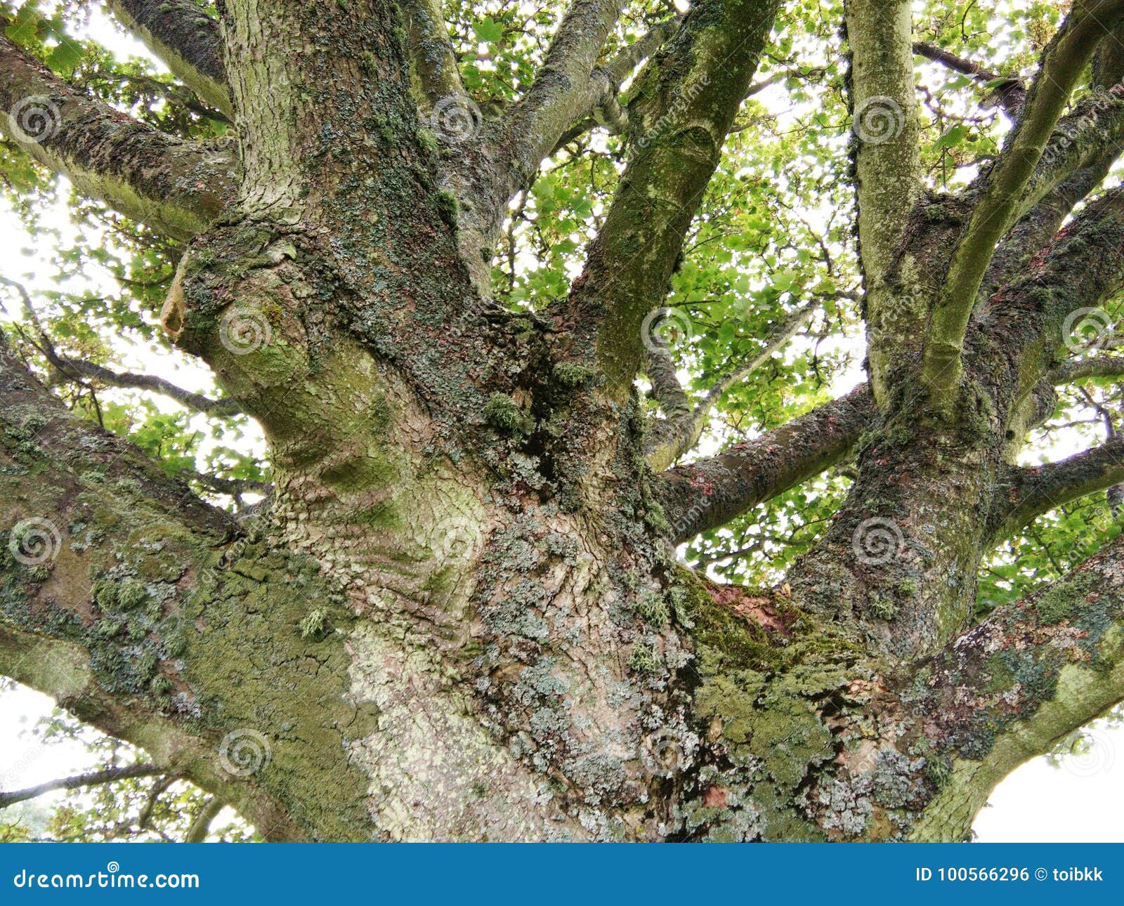 Trunk of big tree stock photo. Image of peel, leaves - 100566296
