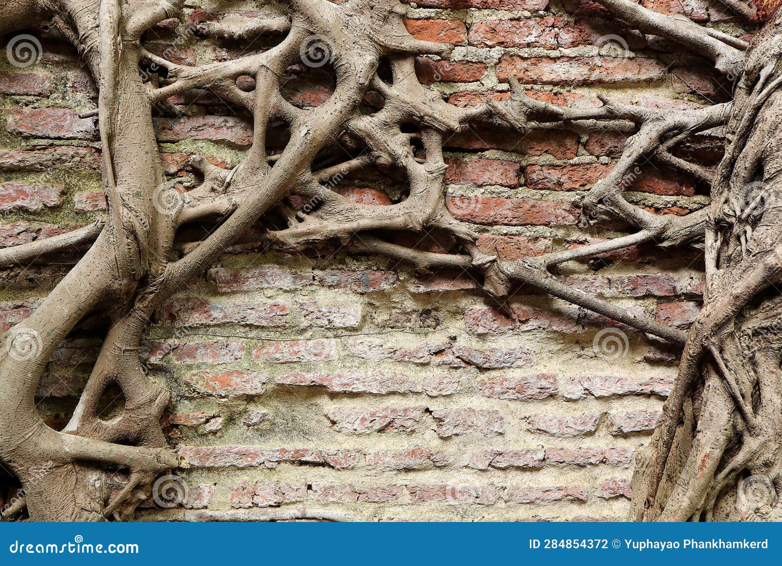 Trunk and Big Tree Roots on Old Brick Wall.Tree Roots Tangle Around ...
