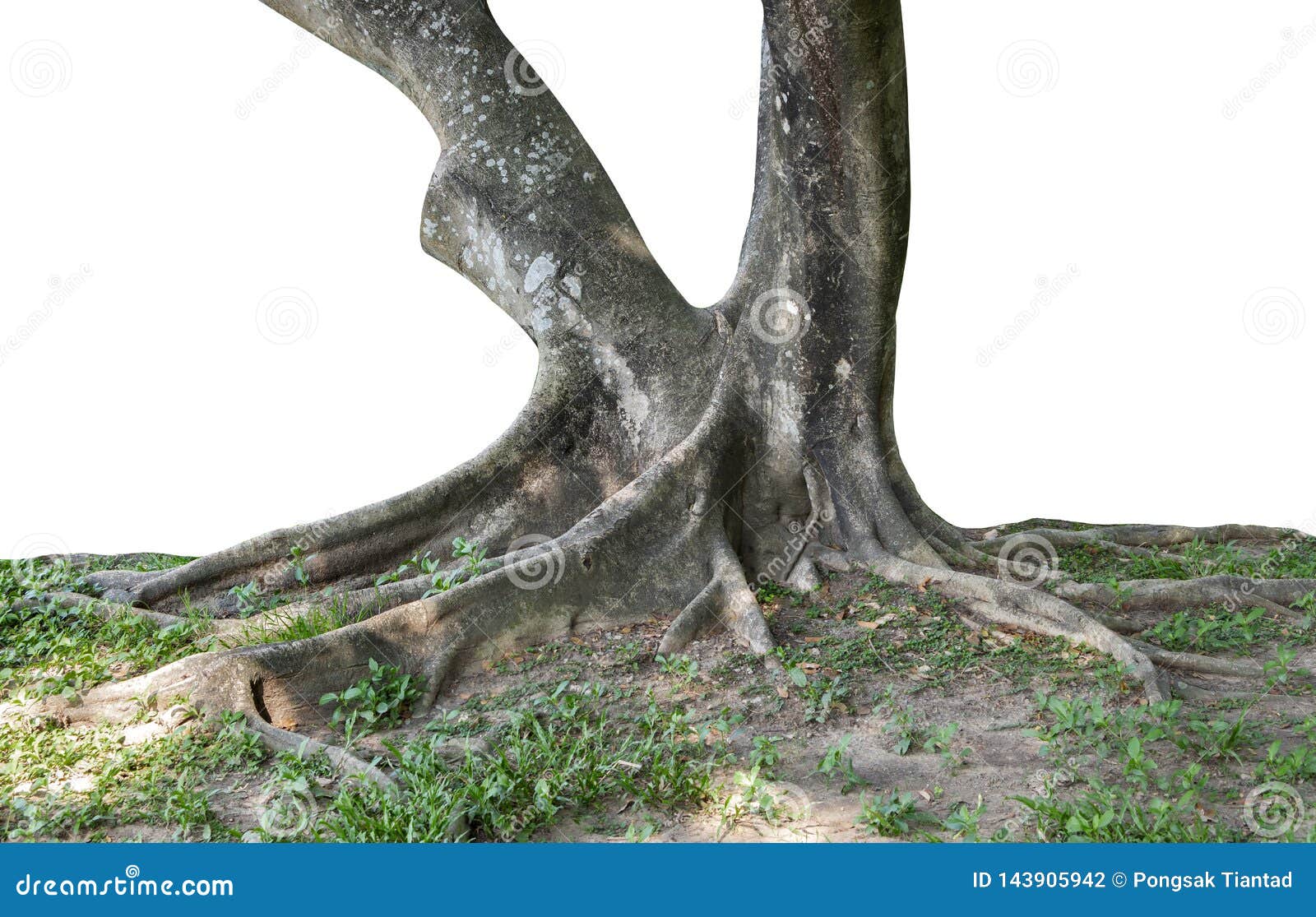 Trunk and Big Tree Roots Spreading Out Beautiful in the Tropics. the ... Trunk and Big Tree Roots Spreading Out Beautiful in the Tropics. the ...