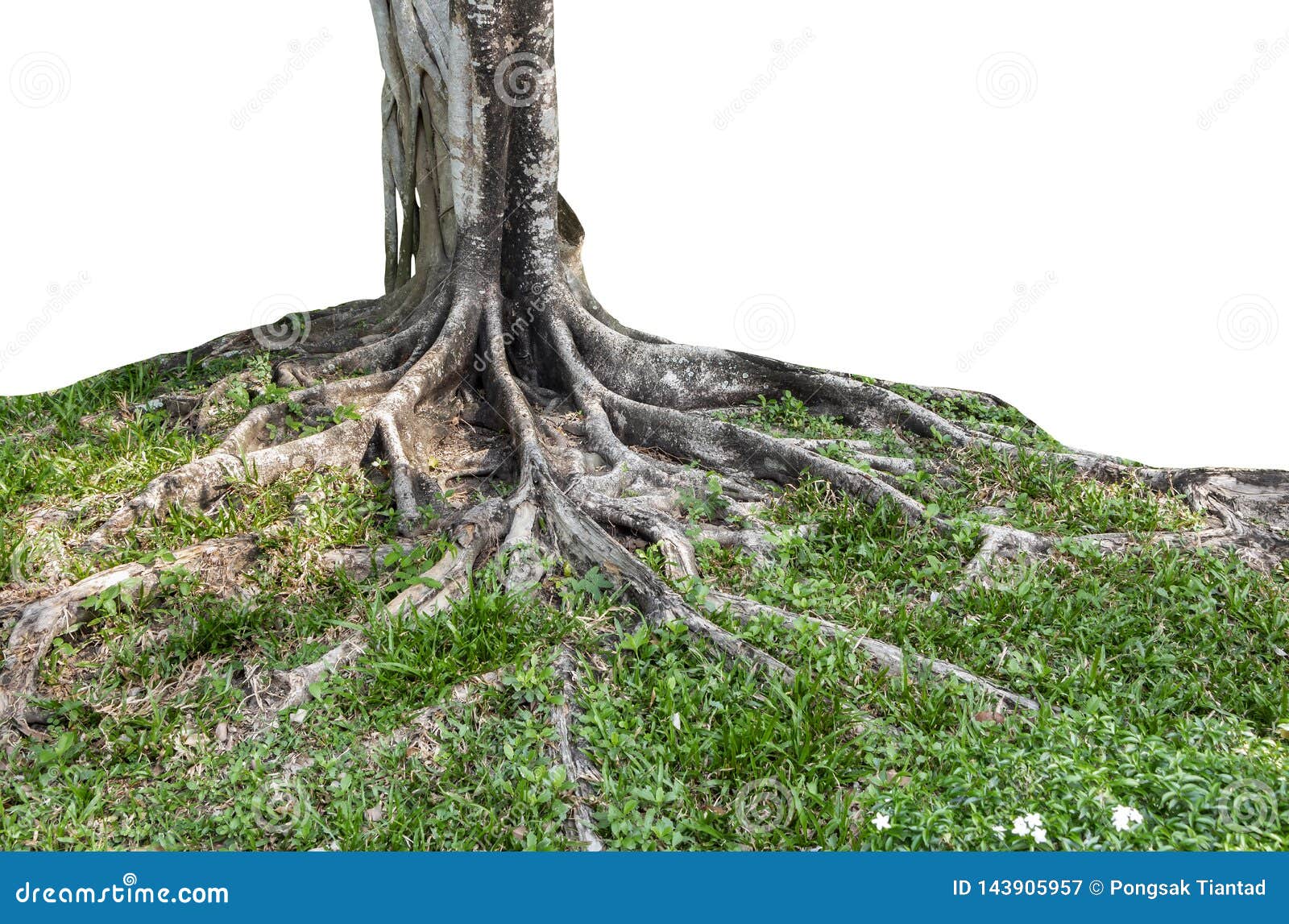 Trunk and Big Tree Roots Spreading Out Beautiful in the Tropics. the ... Trunk and Big Tree Roots Spreading Out Beautiful in the Tropics. the ...