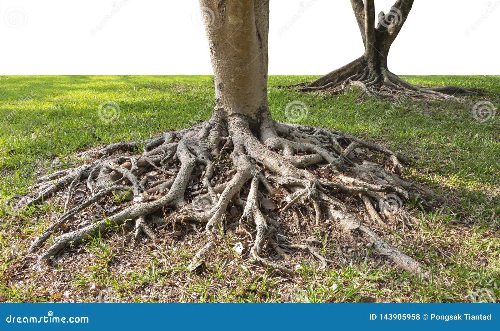 Trunk and Big Tree Roots Spreading Out Beautiful in the Tropics. the ... Trunk and Big Tree Roots Spreading Out Beautiful in the Tropics. the ...
