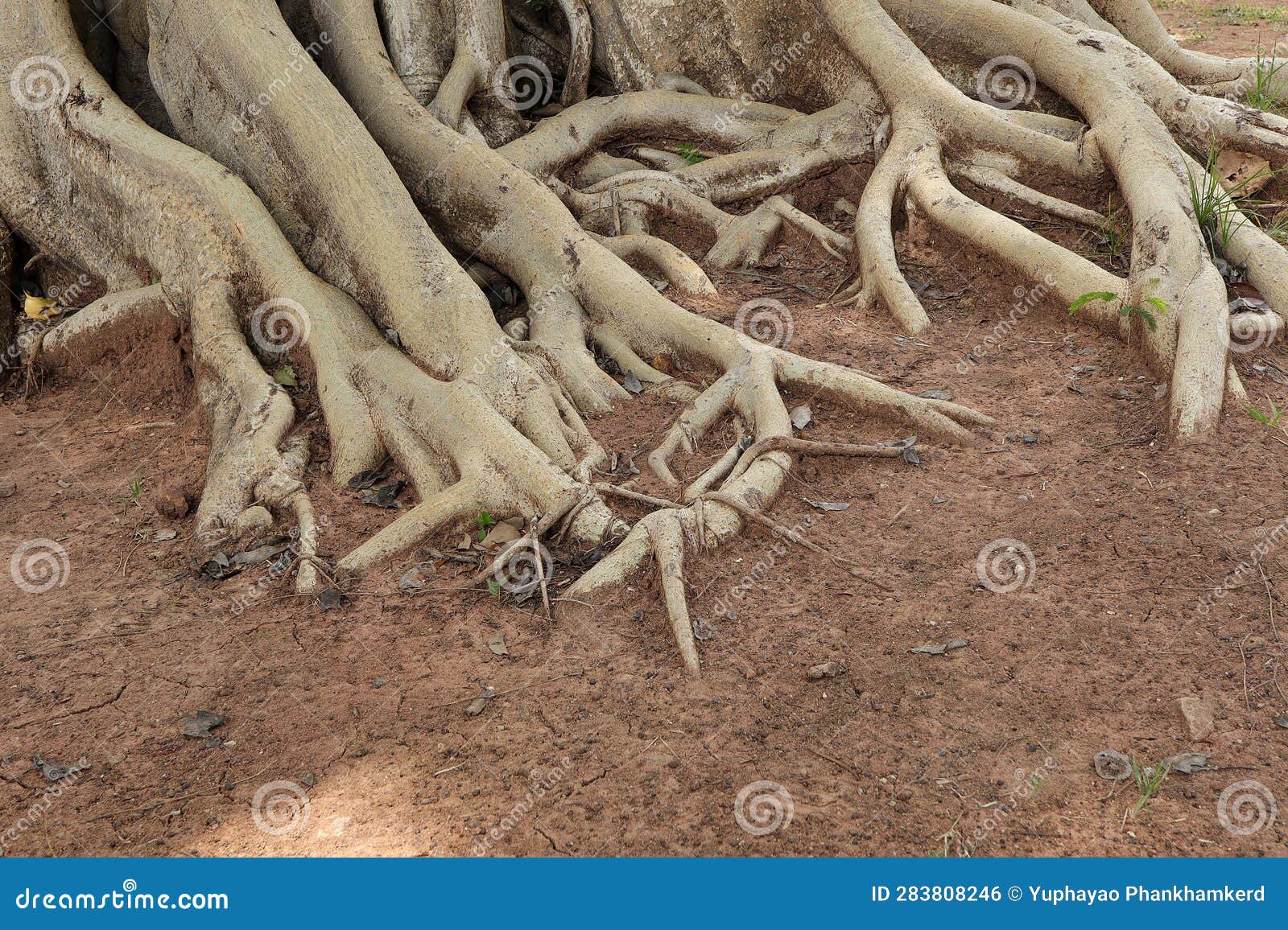 Trunk and Big Tree Roots, Tree Roots Tangle Around Each Other on the ...