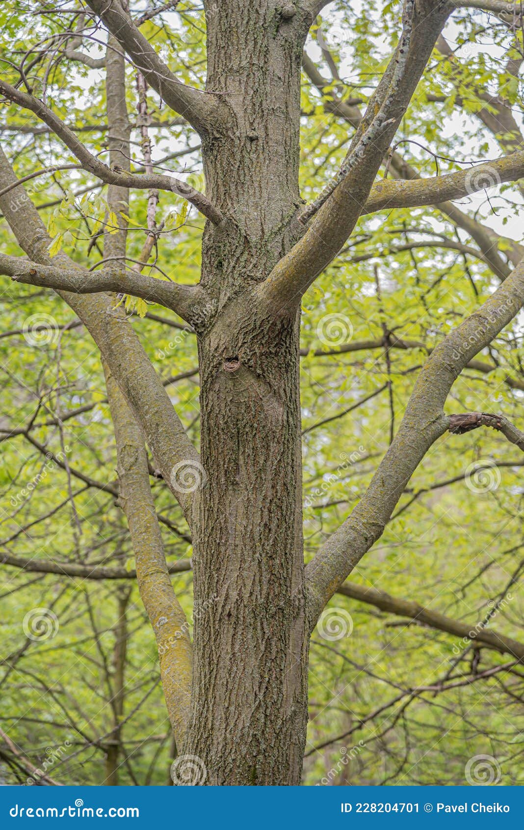 Trunk of Big Tree in Spring Time Stock Image - Image of green, spring ...