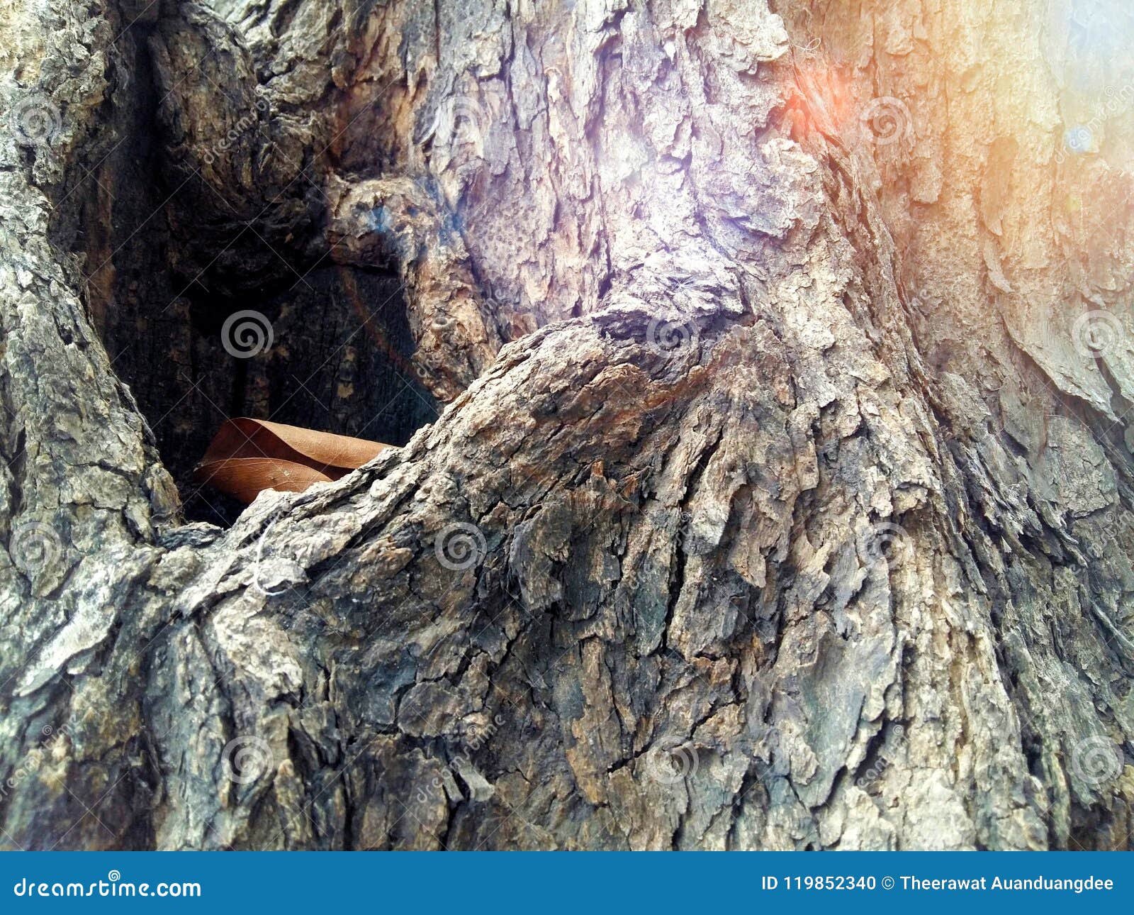 The trunk of the big tree stock photo. Image of trunk - 119852340 The trunk of the big tree stock photo. Image of trunk - 119852340