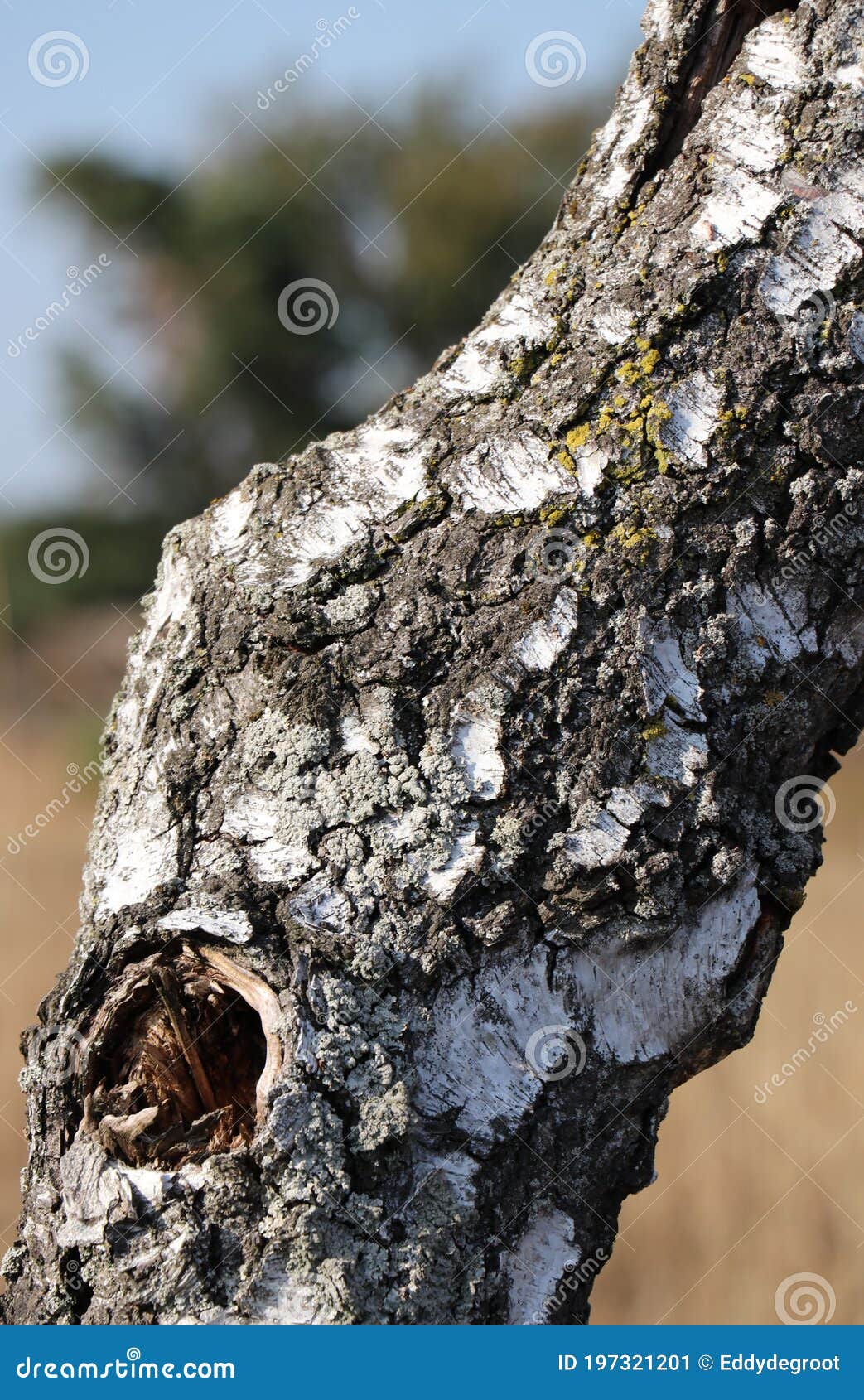 The trunk of a birch stock image. Image of birch, details - 197321201