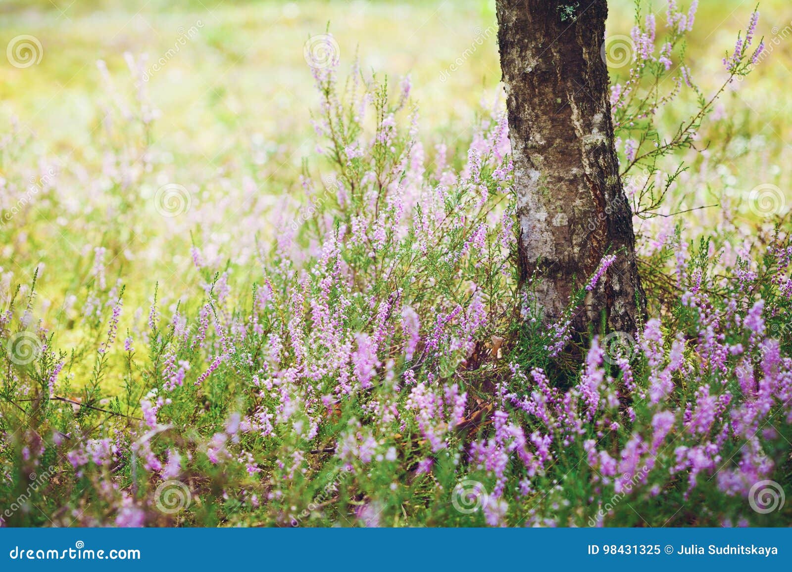The Trunk of Birch and Meadow of Blooming Heather in Beautiful Forest ...