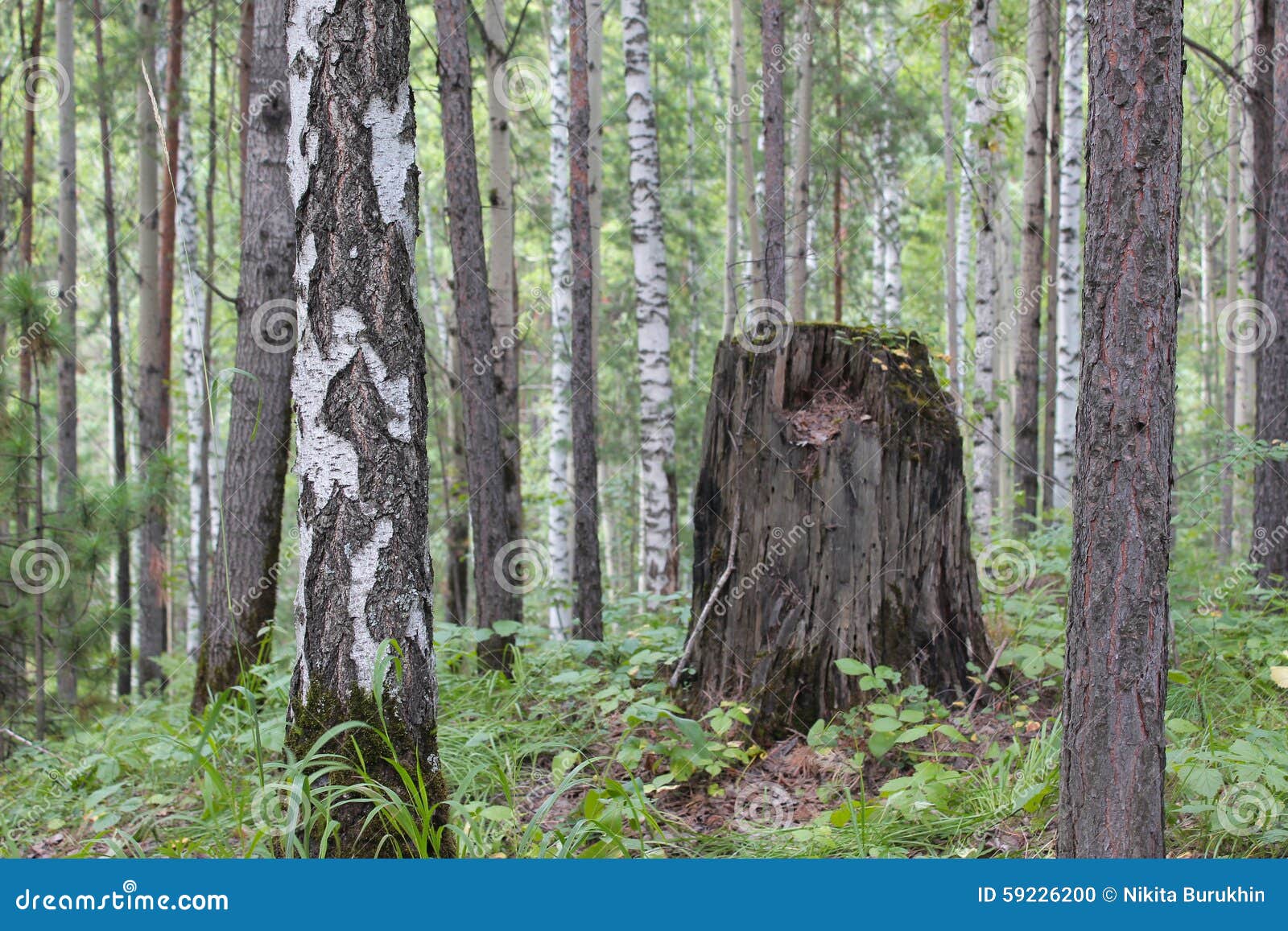 The Trunk of the Birch, Pine and Dried Stump Stock Photo - Image of ...