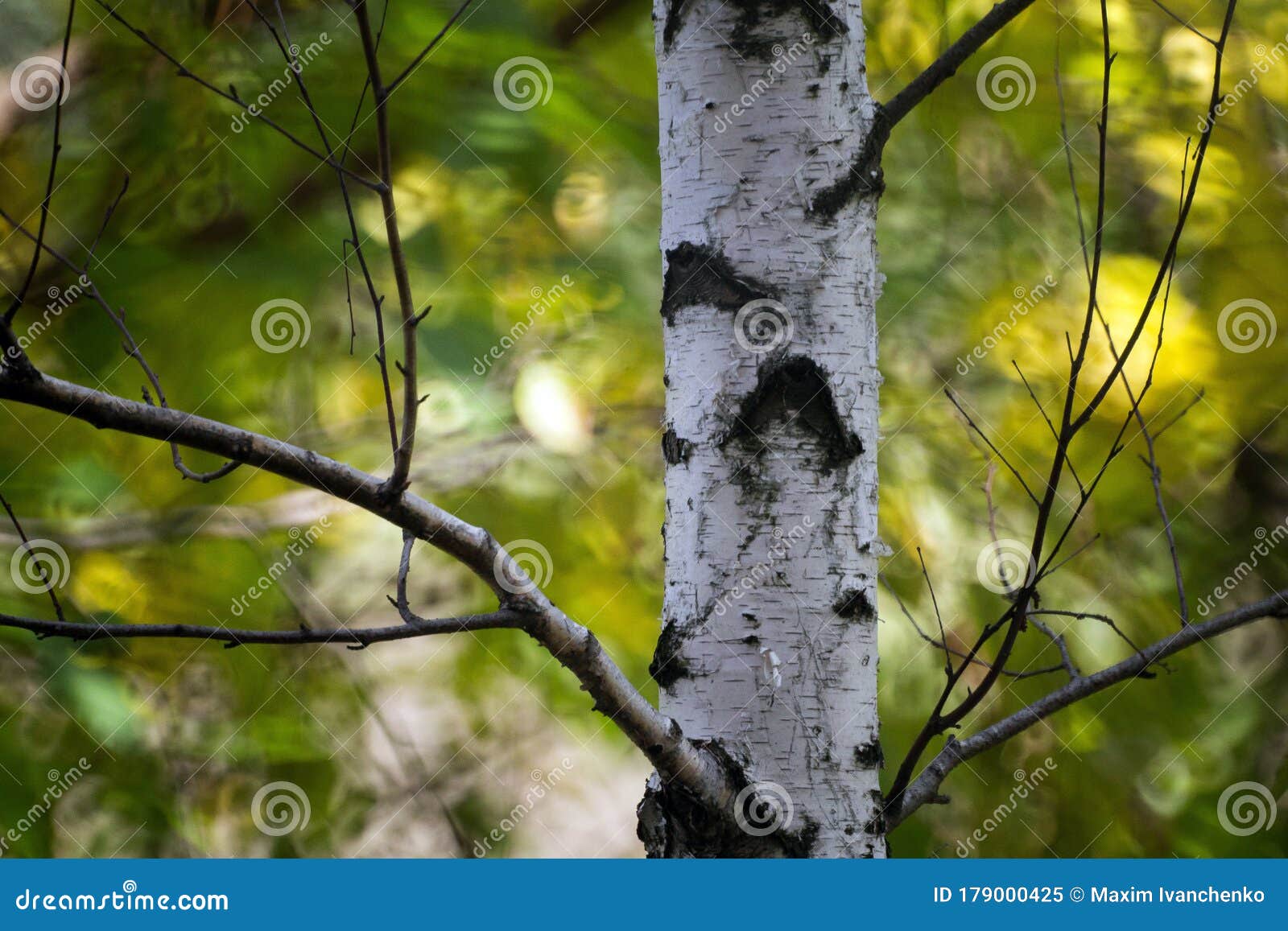 The Trunk of a Birch Tree, Bark of Tree Stock Image - Image of ...