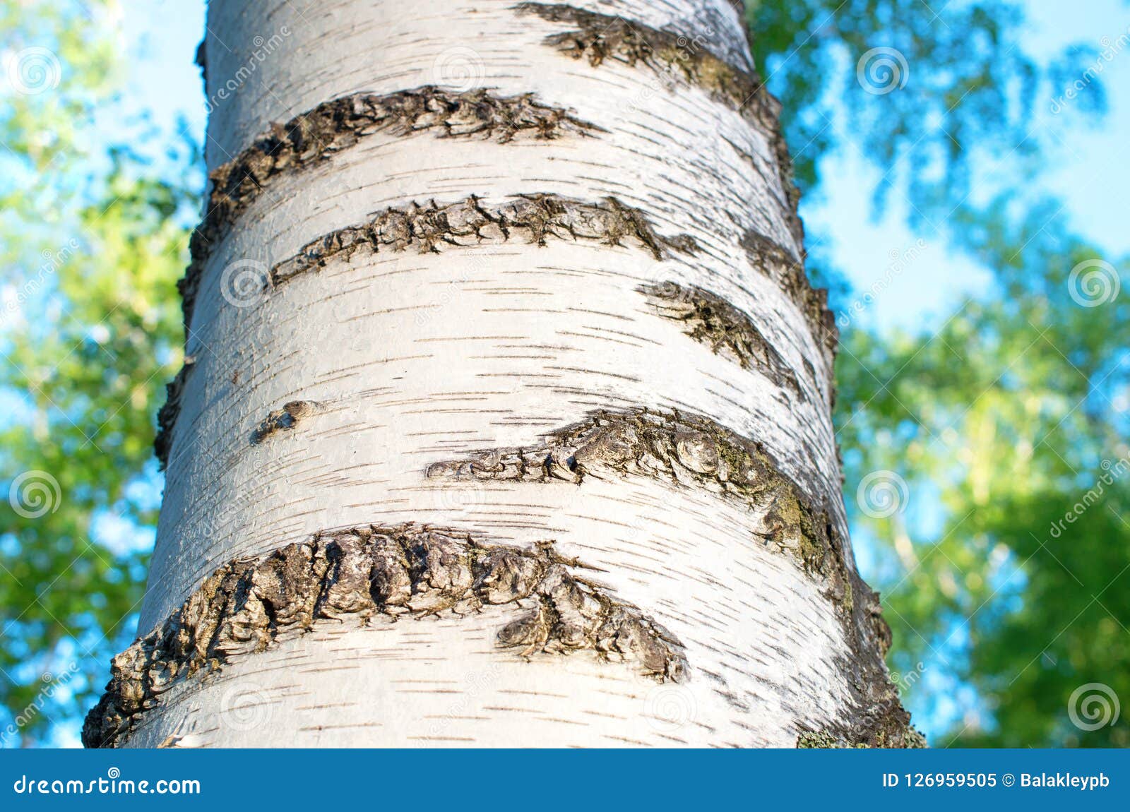 Trunk of a Birch Tree, Close-up Stock Image - Image of branch, leaf ...
