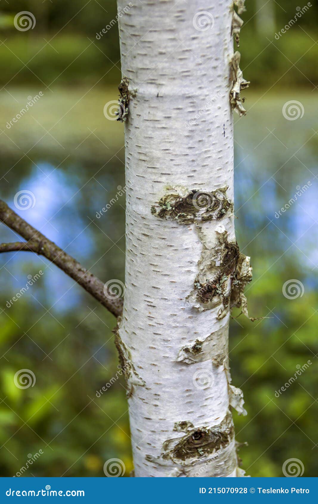 Trunk of birch tree stock photo. Image of wilderness - 215070928