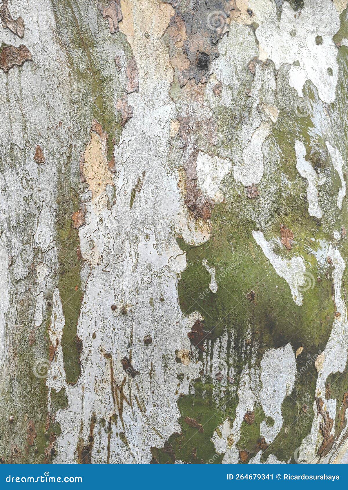 The Trunk of a Birch Tree, Overgrown with Green Moss on the North Side ...