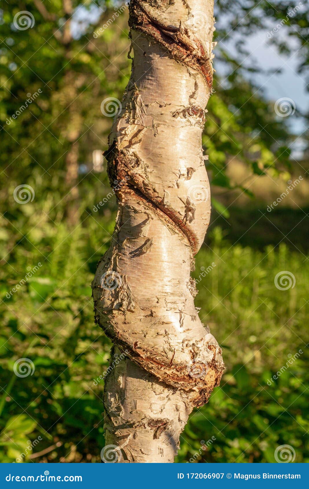 Trunk from a Birch Tree Twisted and Malformed Stock Image - Image of ...