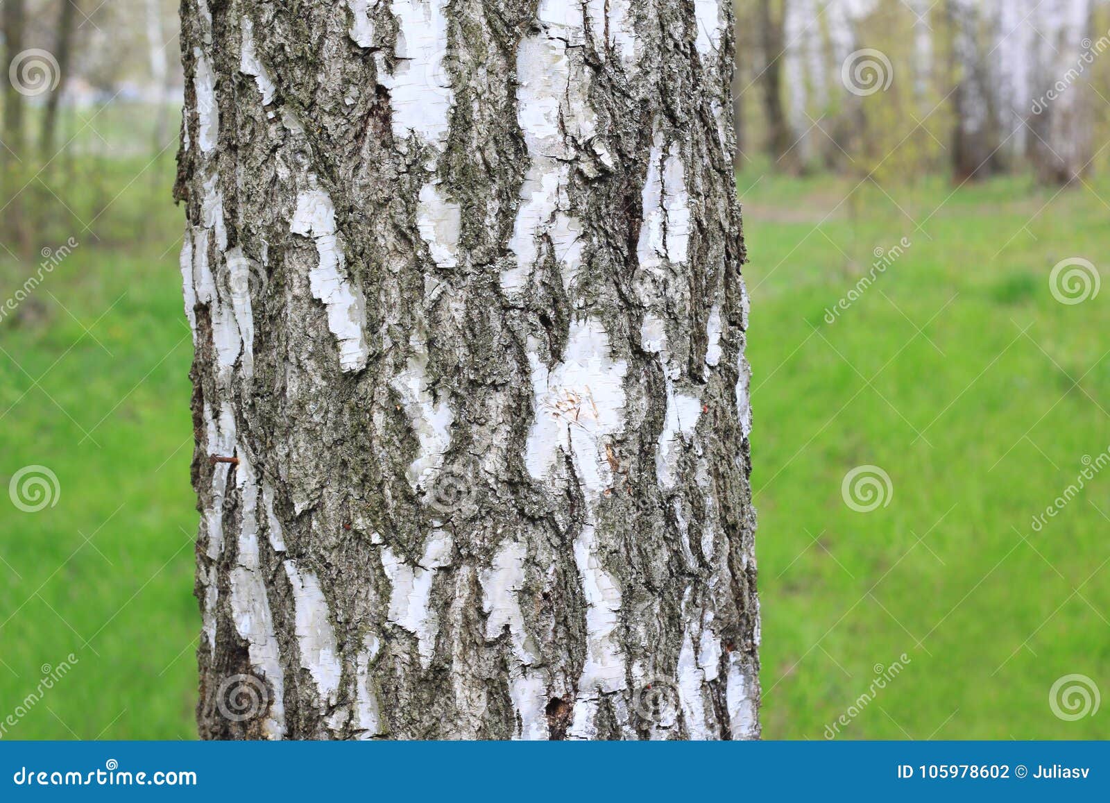 Trunk of birch trees stock photo. Image of closeup, green - 105978602