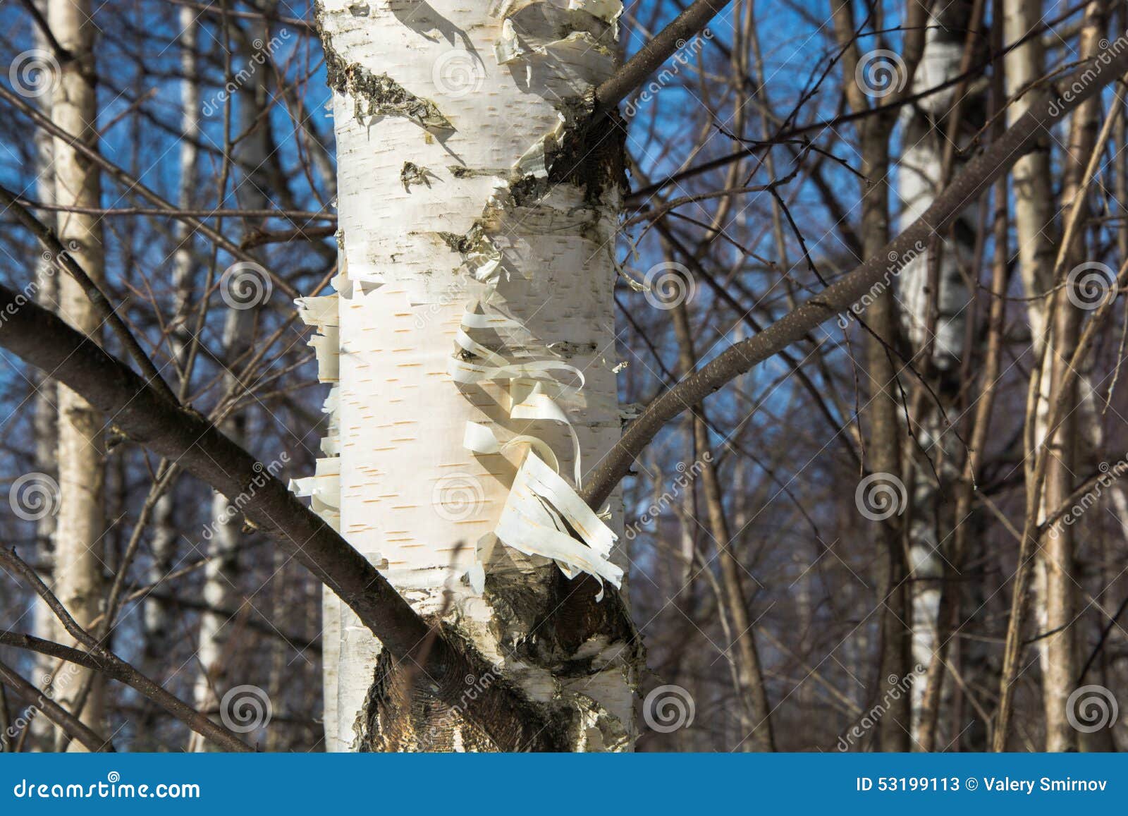 The trunk of a birch. stock image. Image of russia, flora - 53199113