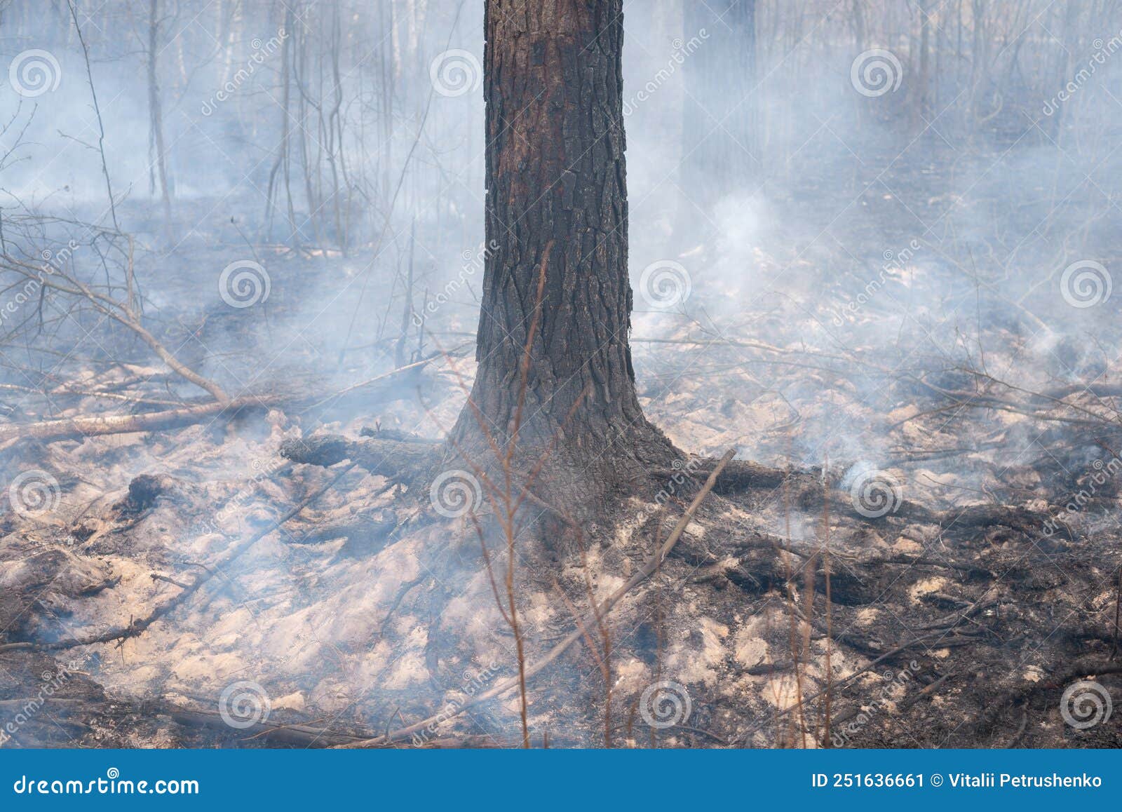 Trunk of a Black Burnt Tree Trunk in Thick Smoke in the Forest during ...