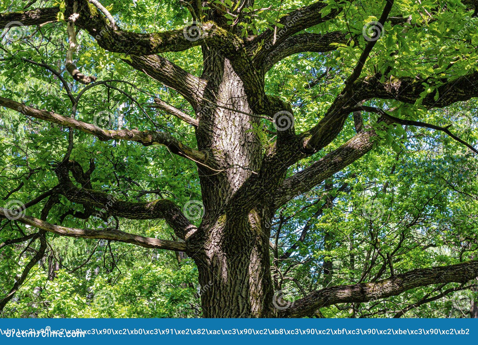 Trunk and Branches of a Budding Oak Tree in a City Park Stock Photo ...