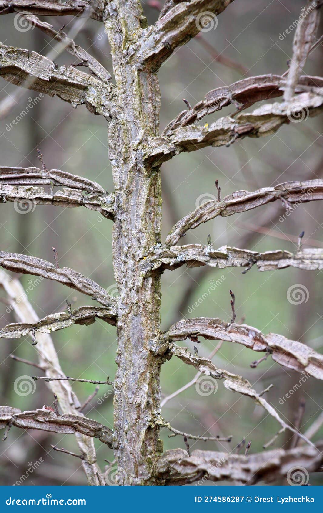 The Trunk and Branches of a Cork Elm Tree (Ulmus Minor Stock Image ...