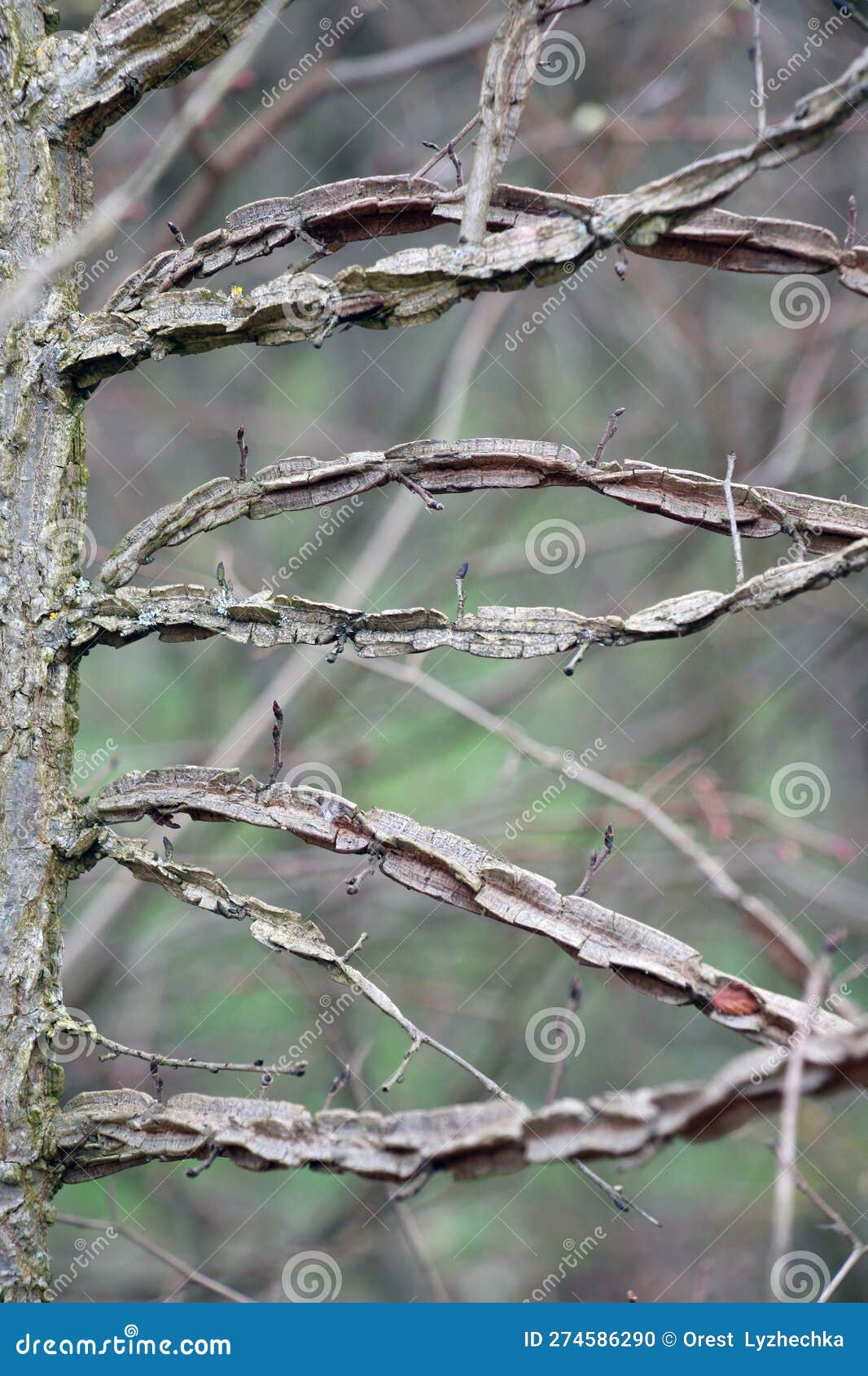 The Trunk and Branches of a Cork Elm Tree (Ulmus Minor Stock Photo ...