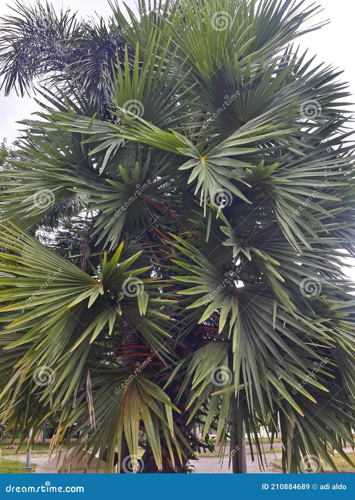 Trunk Branches of Enau Trees in Eastern Indonesia 2 Stock Image - Image ...