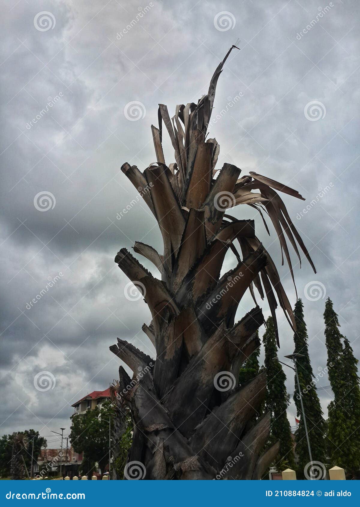 Enau Trees Stock Photos - Free & Royalty-Free Stock Photos from Dreamstime