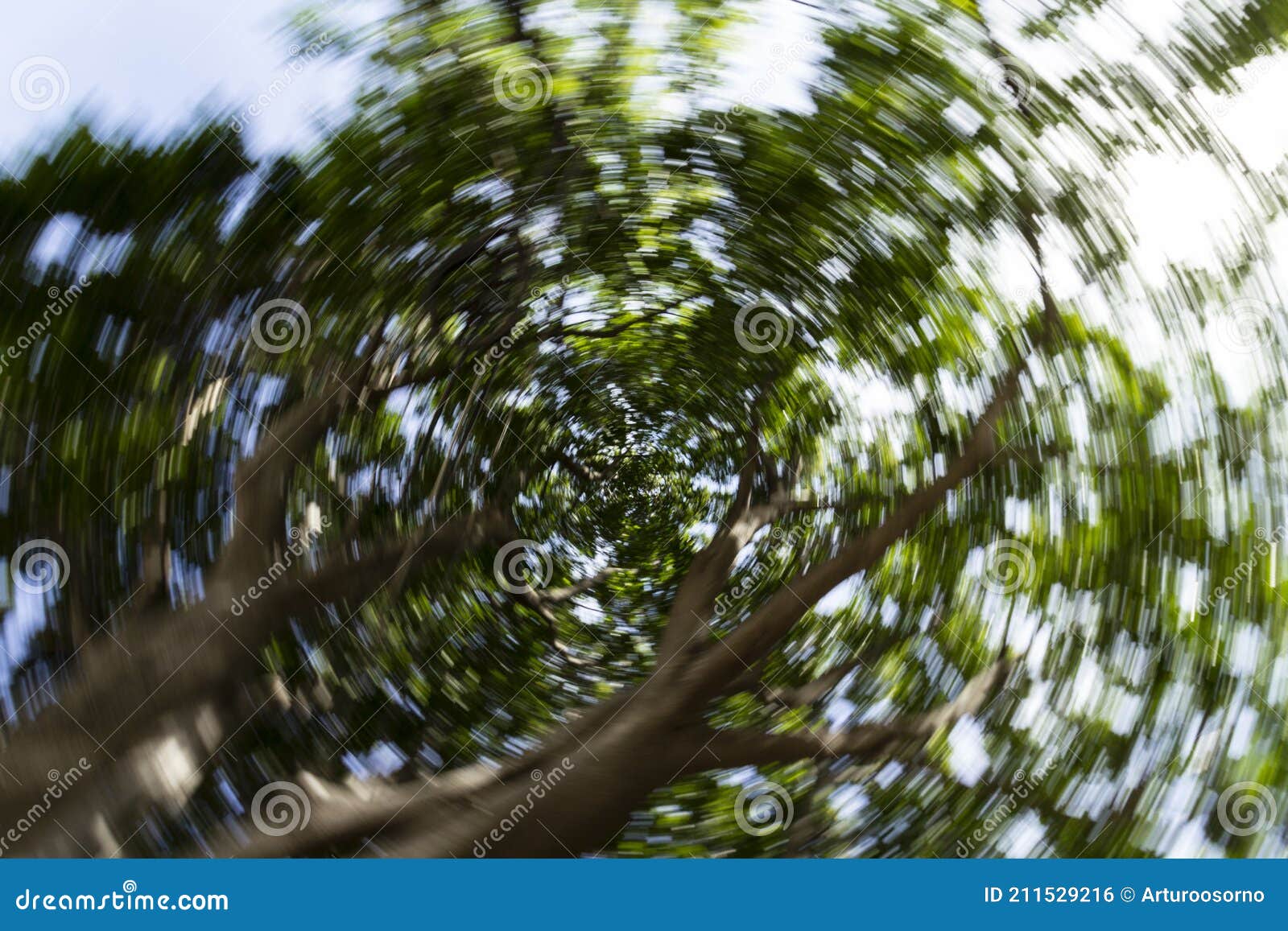 Trunk, Branches and Leaves of a Moving Tree Stock Photo - Image of ...