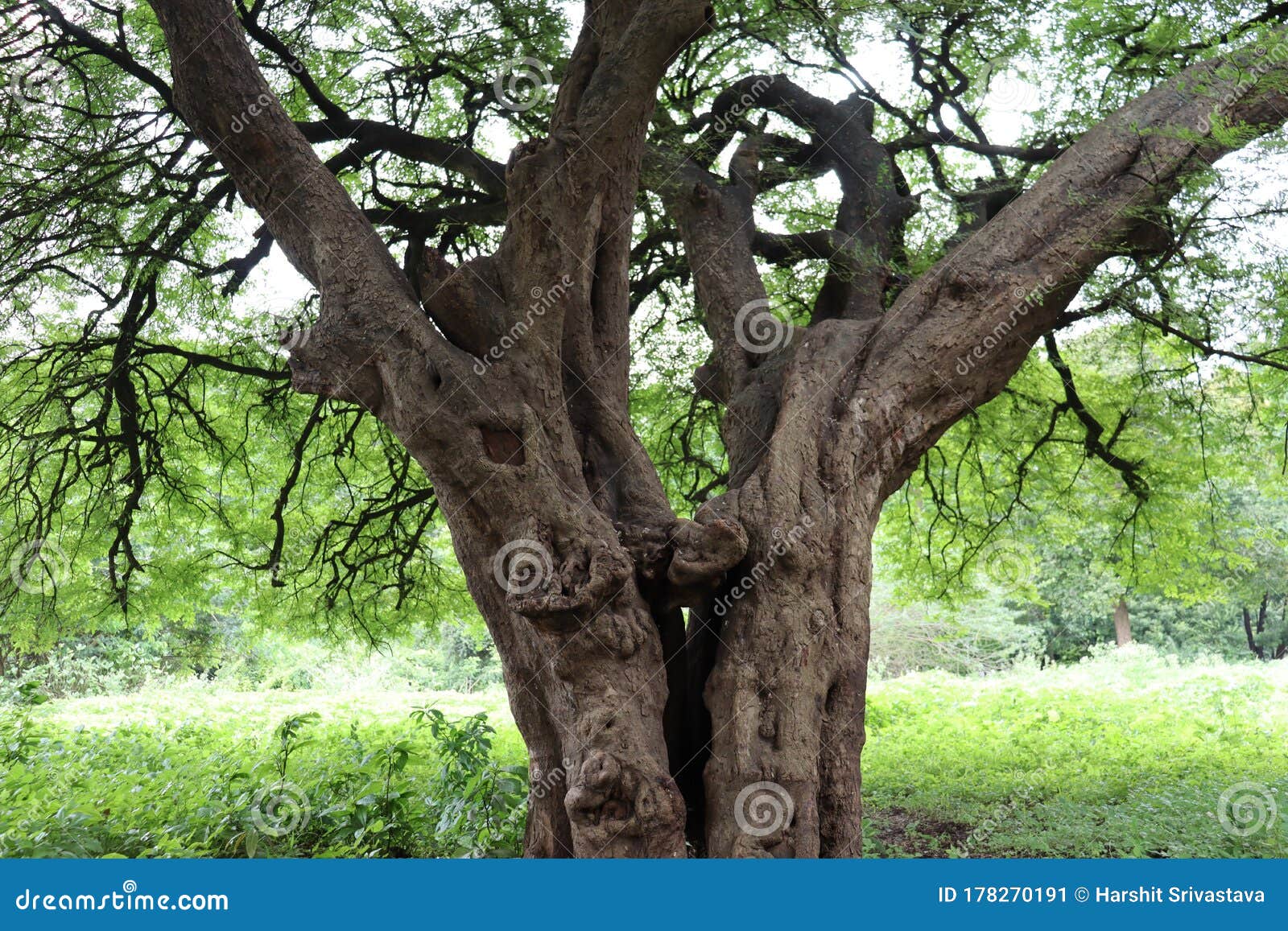 Trunk and Branches of an Old Banyan Tree on Green Meadow. Stock Image ...