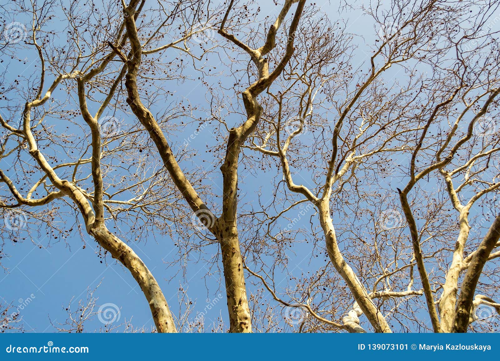 Trunk and Branches of an Old Plane Tree with Spotted Bark Against a ...
