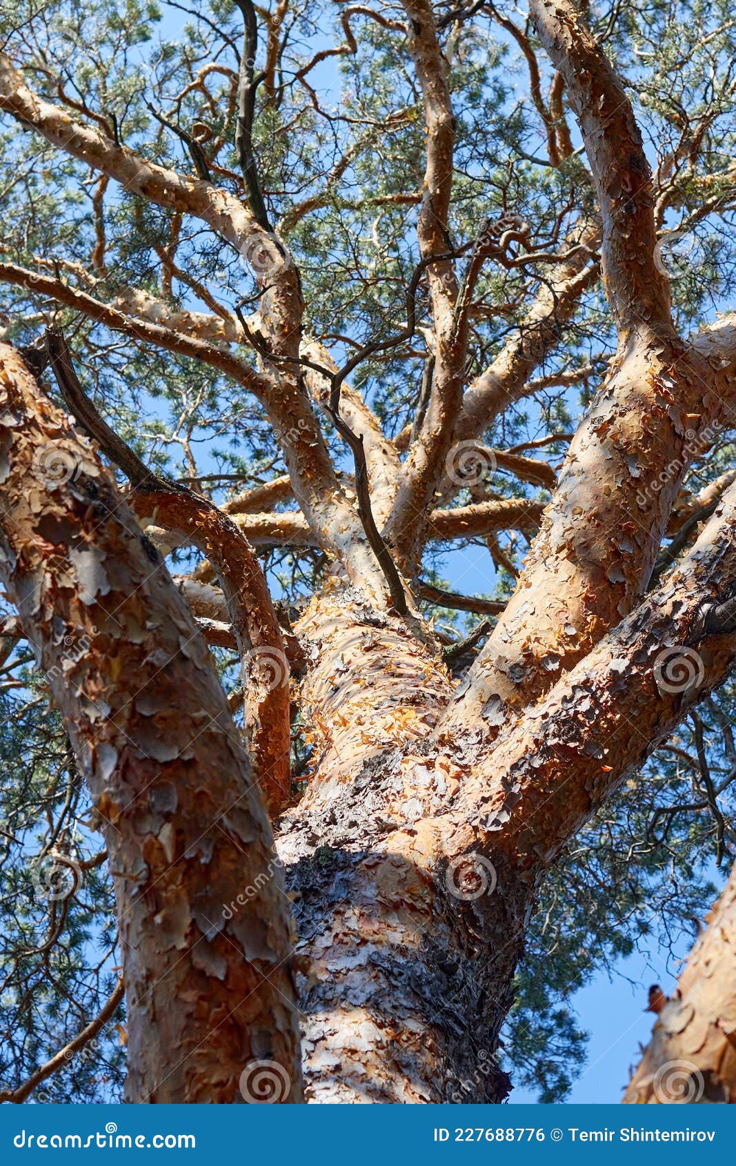Trunk And Branches Royalty-Free Stock Photo | CartoonDealer.com #154037229