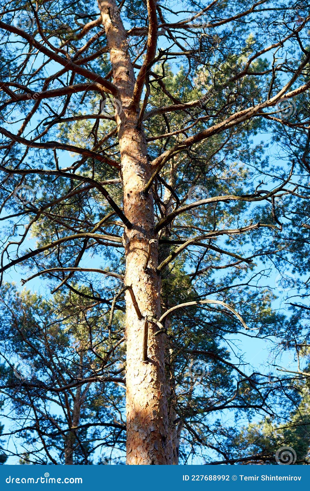 Trunk and Branches of a Pine Tree Stock Photo - Image of tree, nature ...