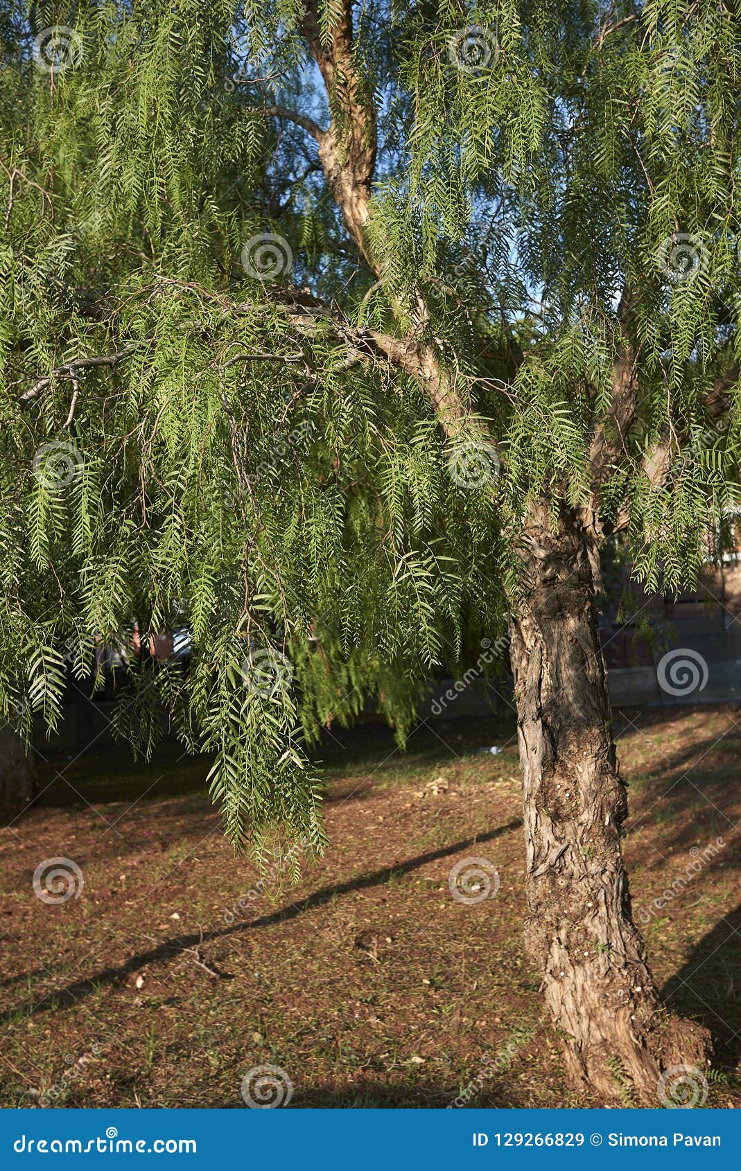 Trunk and Branches of Schinus Molle Tree Stock Image - Image of leaf ...