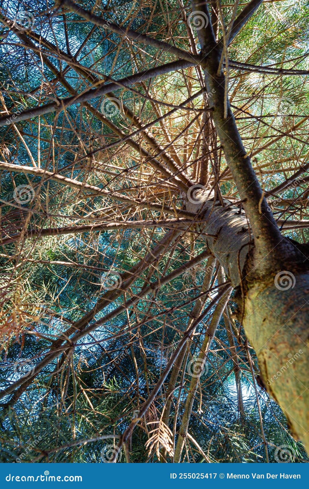 Spruce Tree Looking Up from Below Stock Image - Image of lumber ...