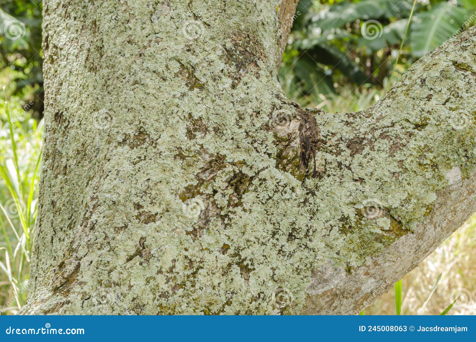 Blue-green Algae on Tree stock image. Image of fungi - 245008063