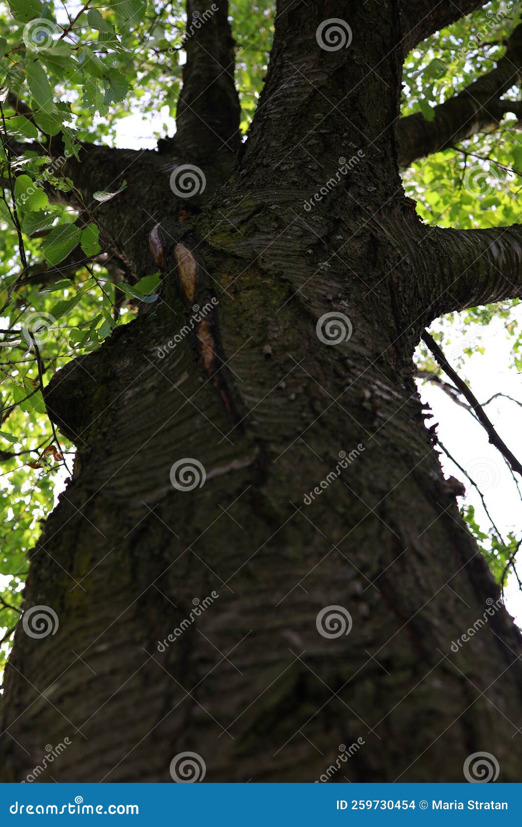 The Trunk and Branches of a Tree Overhead Stock Photo - Image of jungle ...