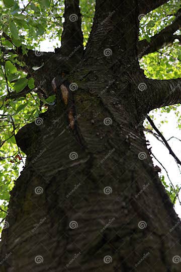 The Trunk and Branches of a Tree Overhead Stock Photo - Image of jungle ...