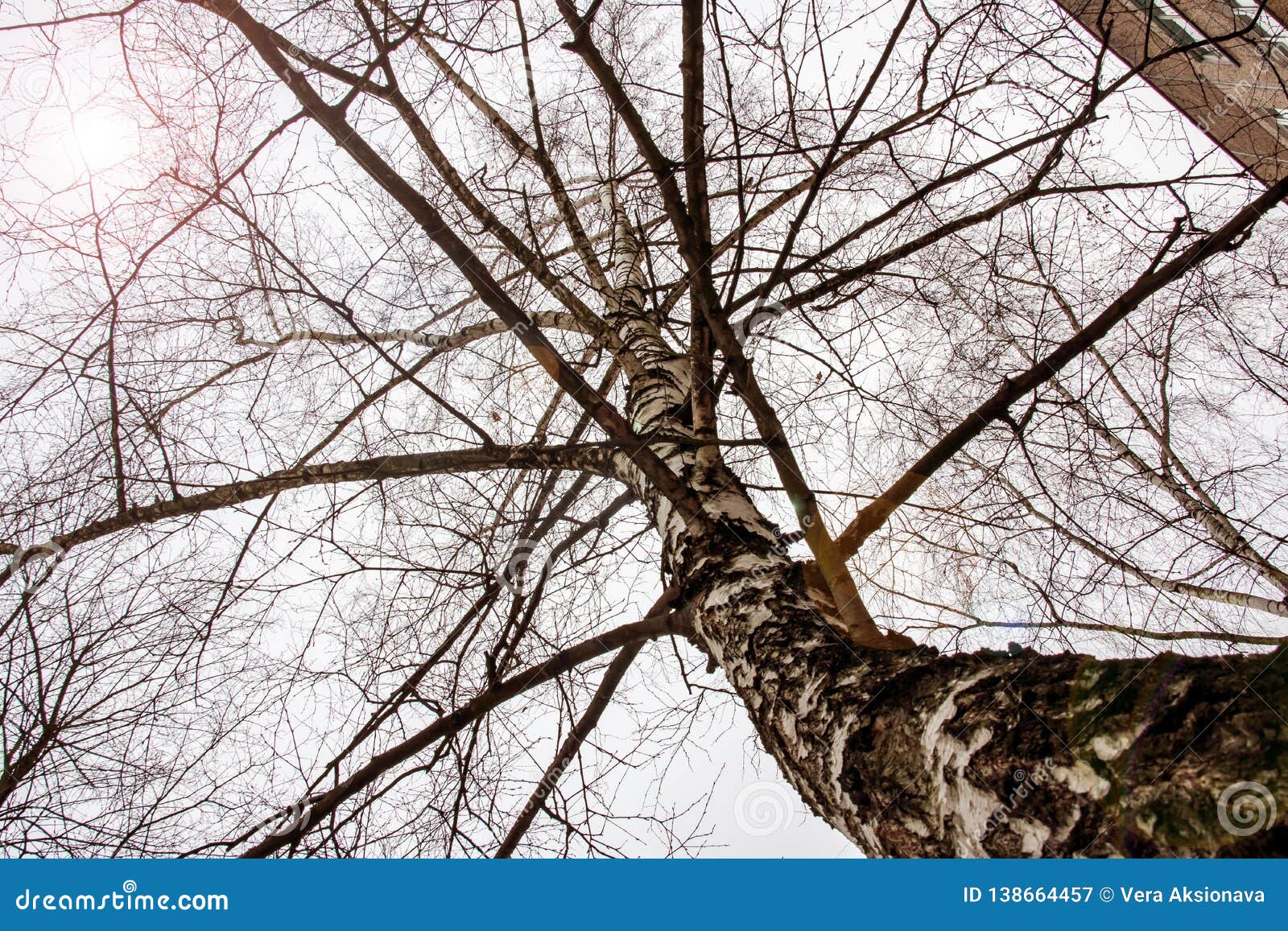 Trunk and Branches of a Tree, Bottom View Stock Image - Image of crown ...