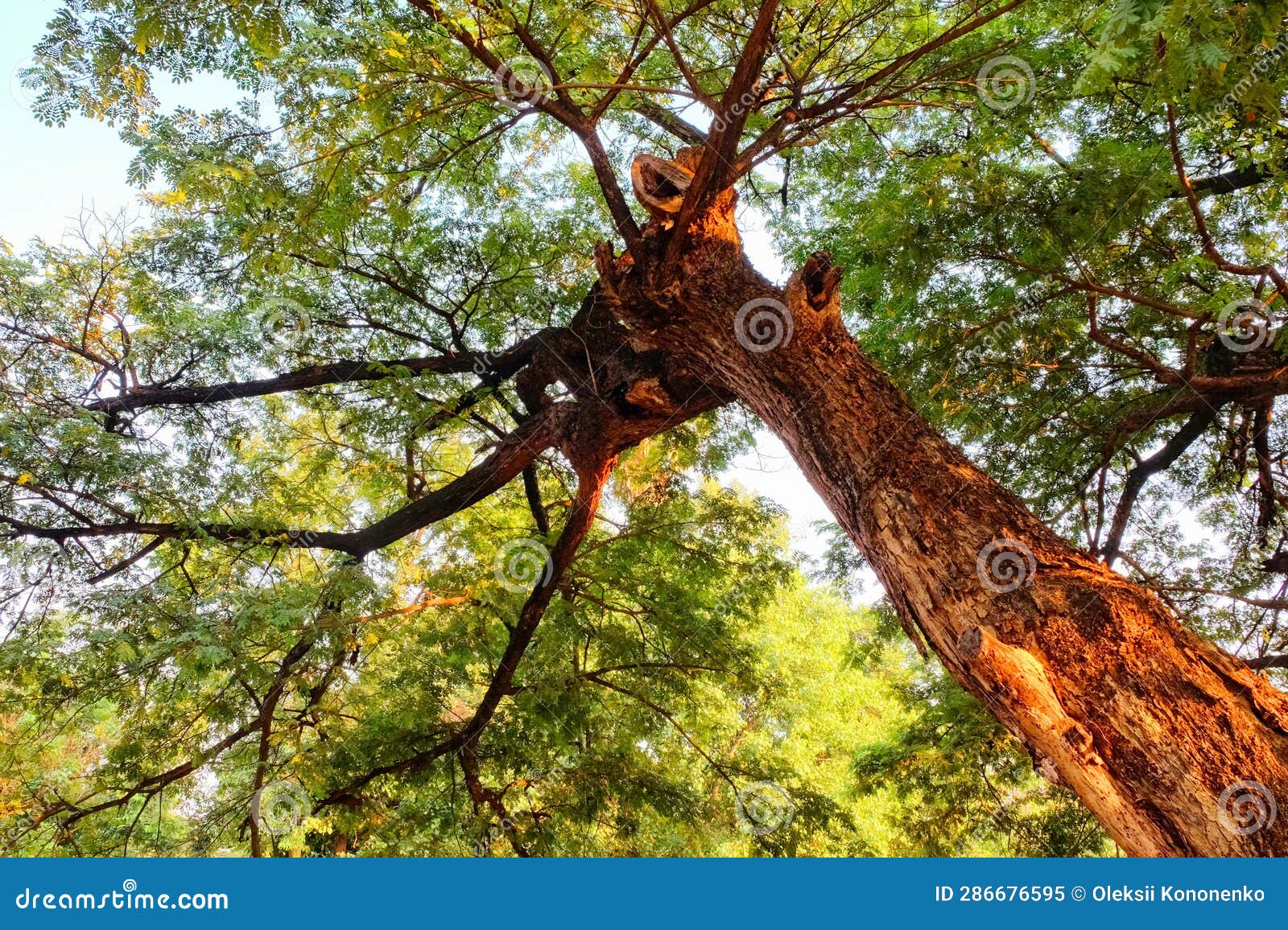 The Trunk and Branching Crown of an Acacia Tree Stock Image - Image of ...