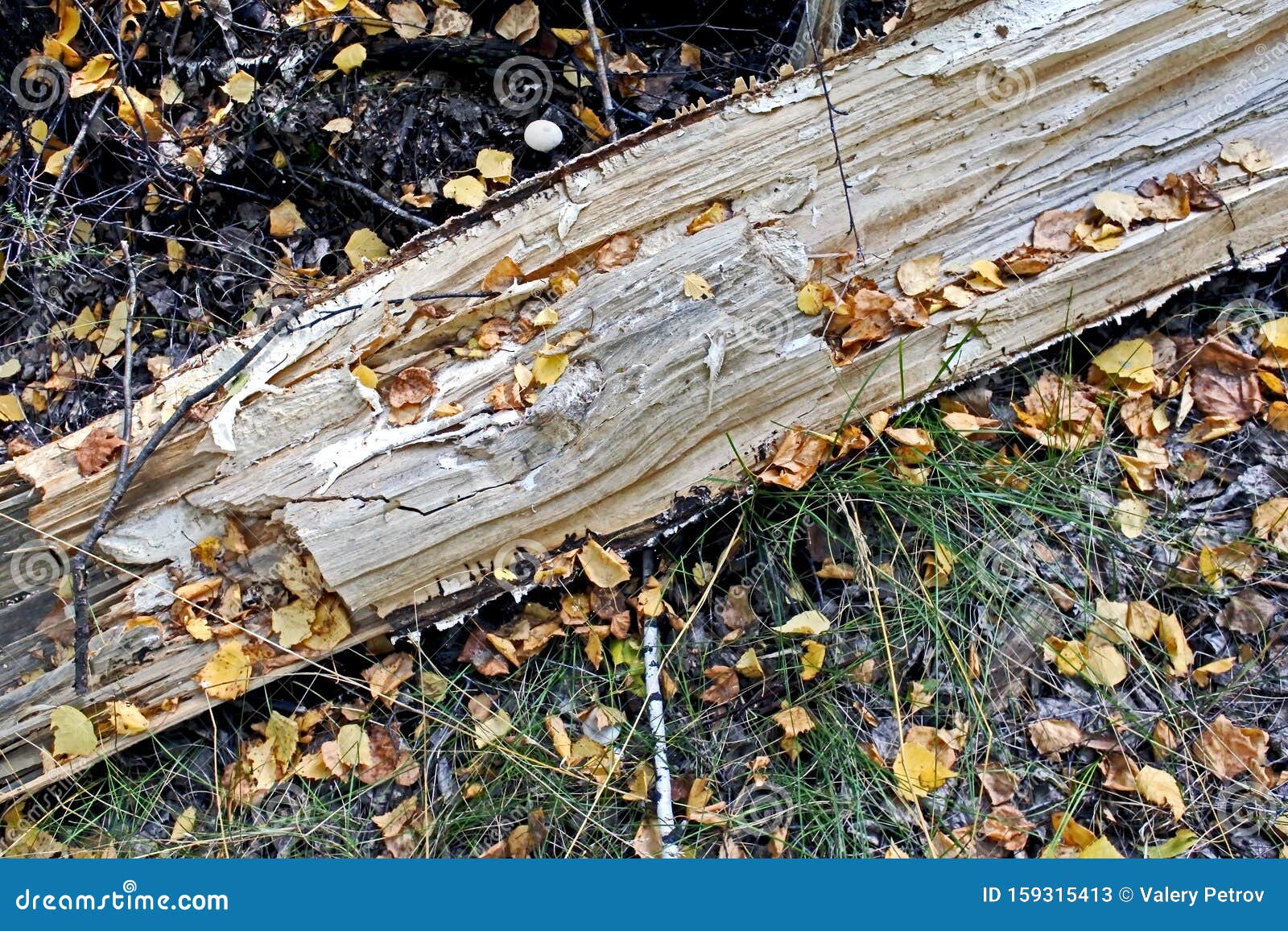 Trunk of a Broken Birch Split in Half Along Stock Image - Image of ...