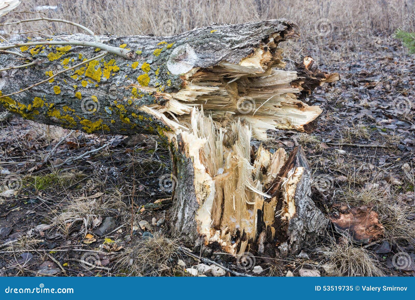 The Trunk of a Broken Tree. Stock Image - Image of autumn, texture ...