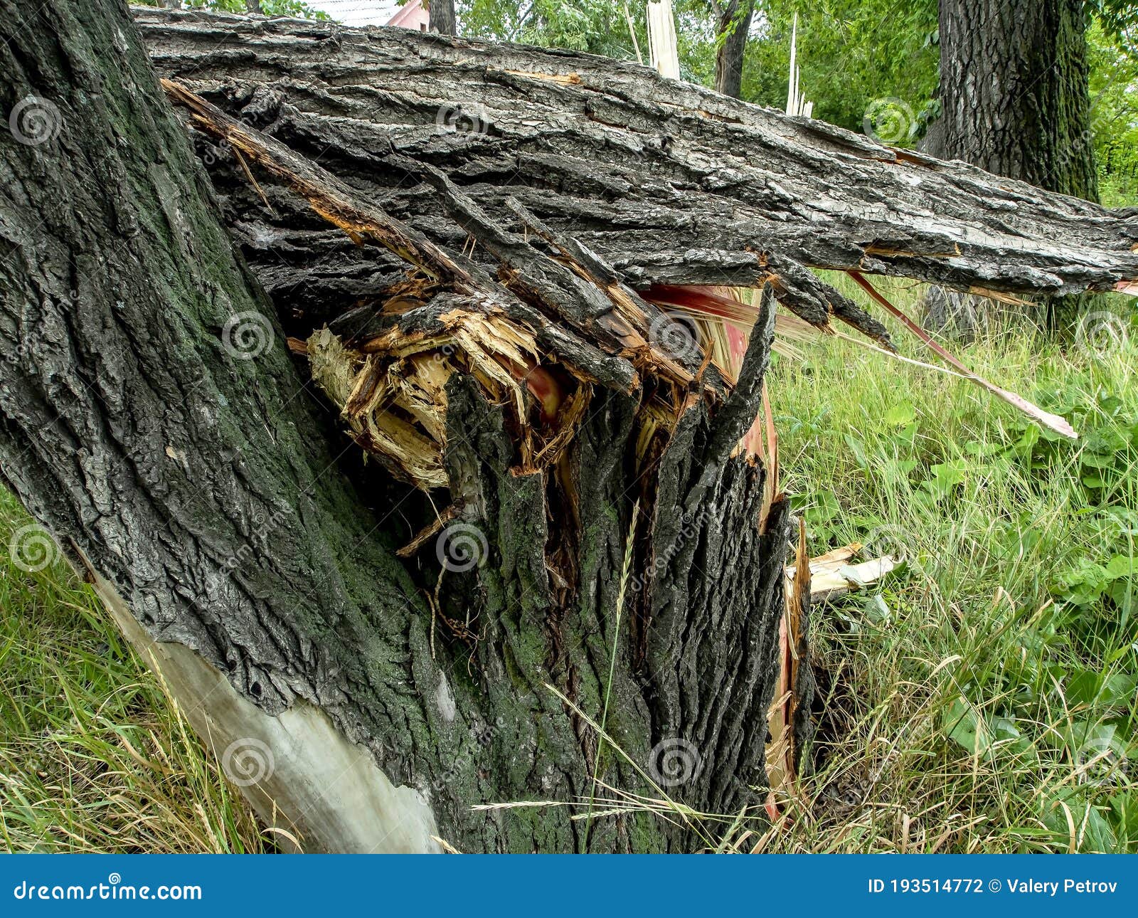 Trunk of a Broken Tree during a Strong Wind in the City, Macro Stock ...