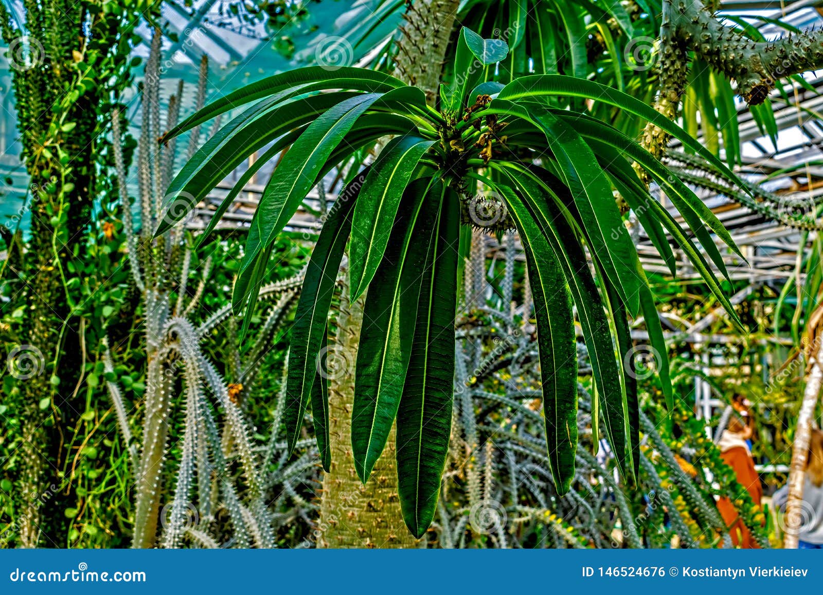 A Trunk of Cactus Tree with Its Leaves Stock Photo - Image of cactus ...
