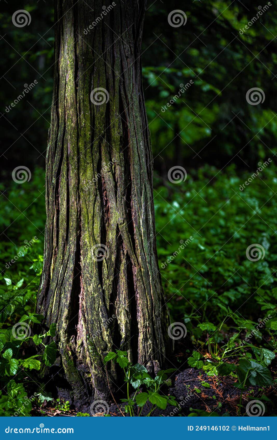 Trunk of a Cedar Tree stock photo. Image of industry - 249146102