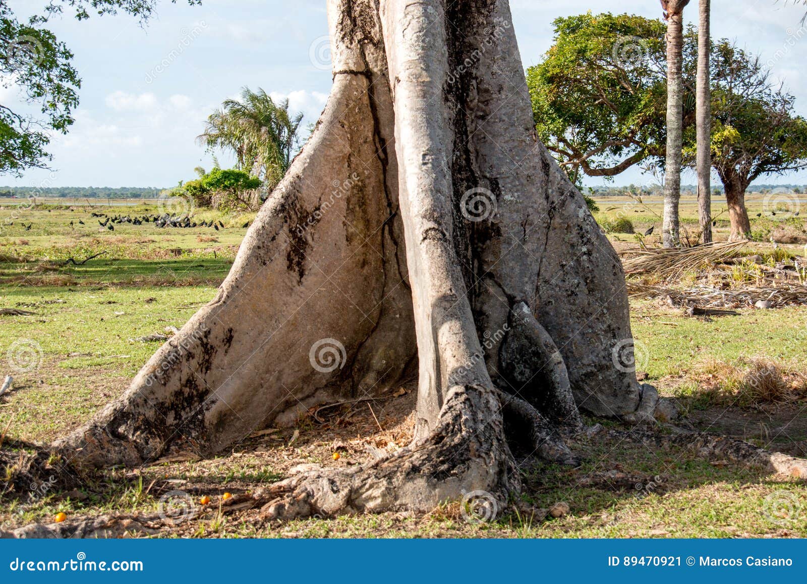 Trunk Of A Ceiba Tree Stock Image | CartoonDealer.com #89470921