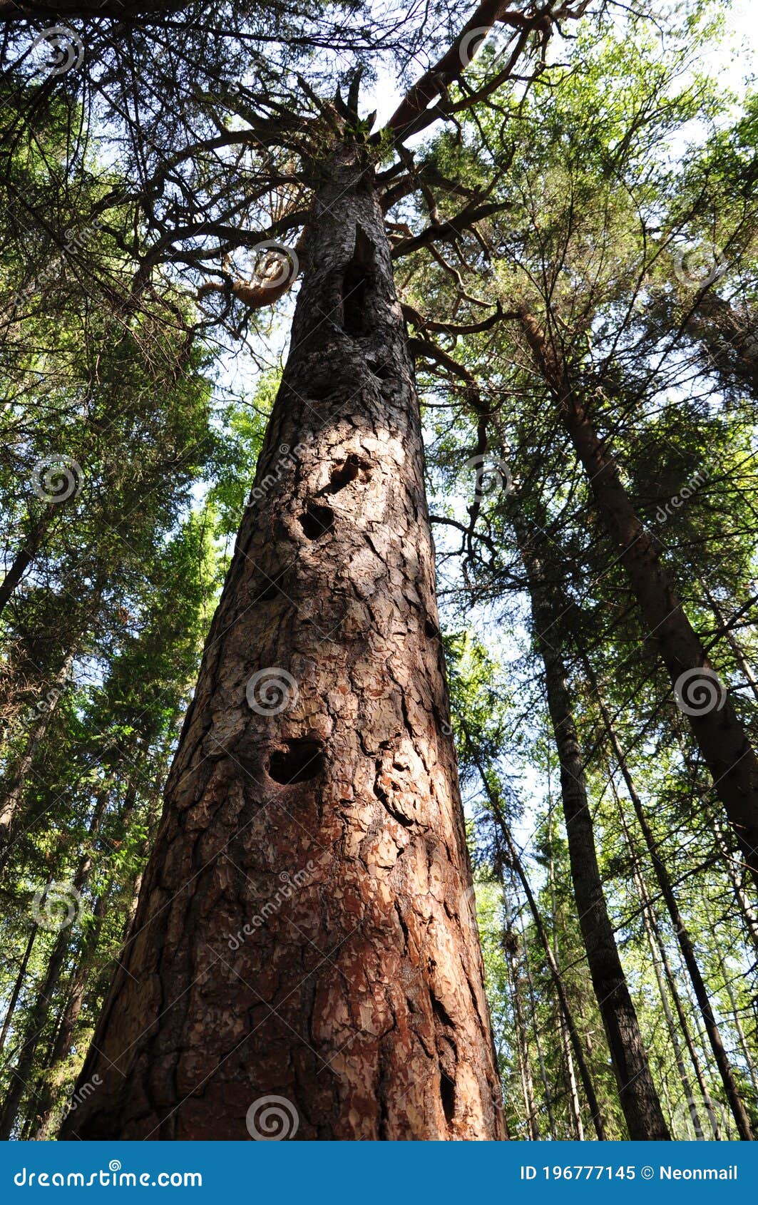 The Trunk of a Century-old Tree. Stock Image - Image of tall, forest ...
