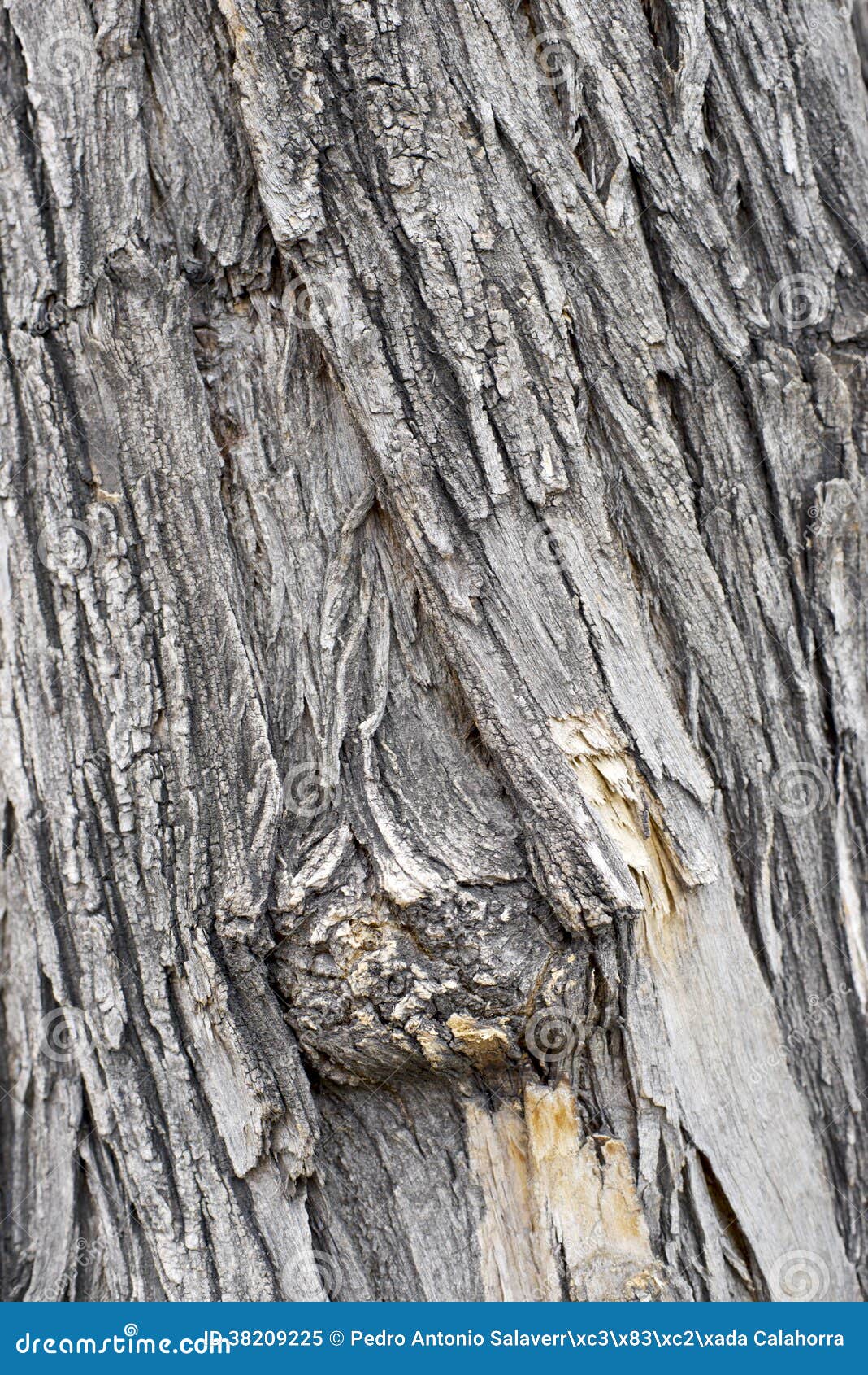 Trunk stock image. Image of environment, backdrop, natural - 38209225