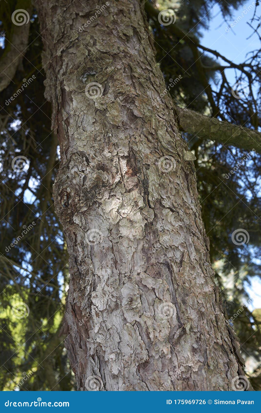 Picea pungens trunk stock photo. Image of coniferous - 175969726