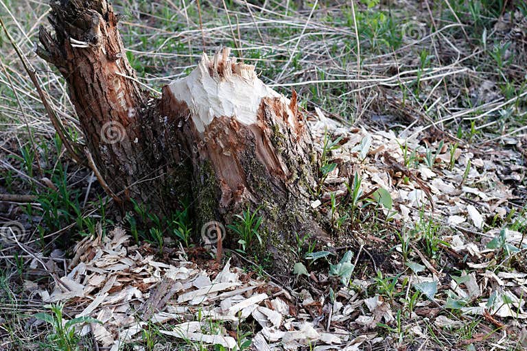 Trunk stock image. Image of rodent, damage, track, bite - 115096895