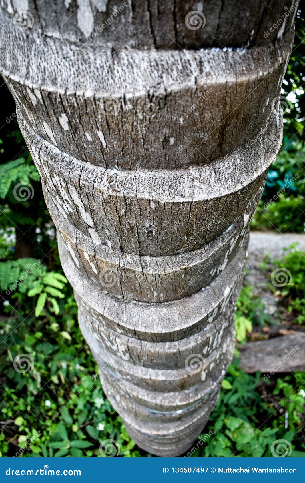 Trunk of Coconut stock image. Image of detail, lush - 134507497
