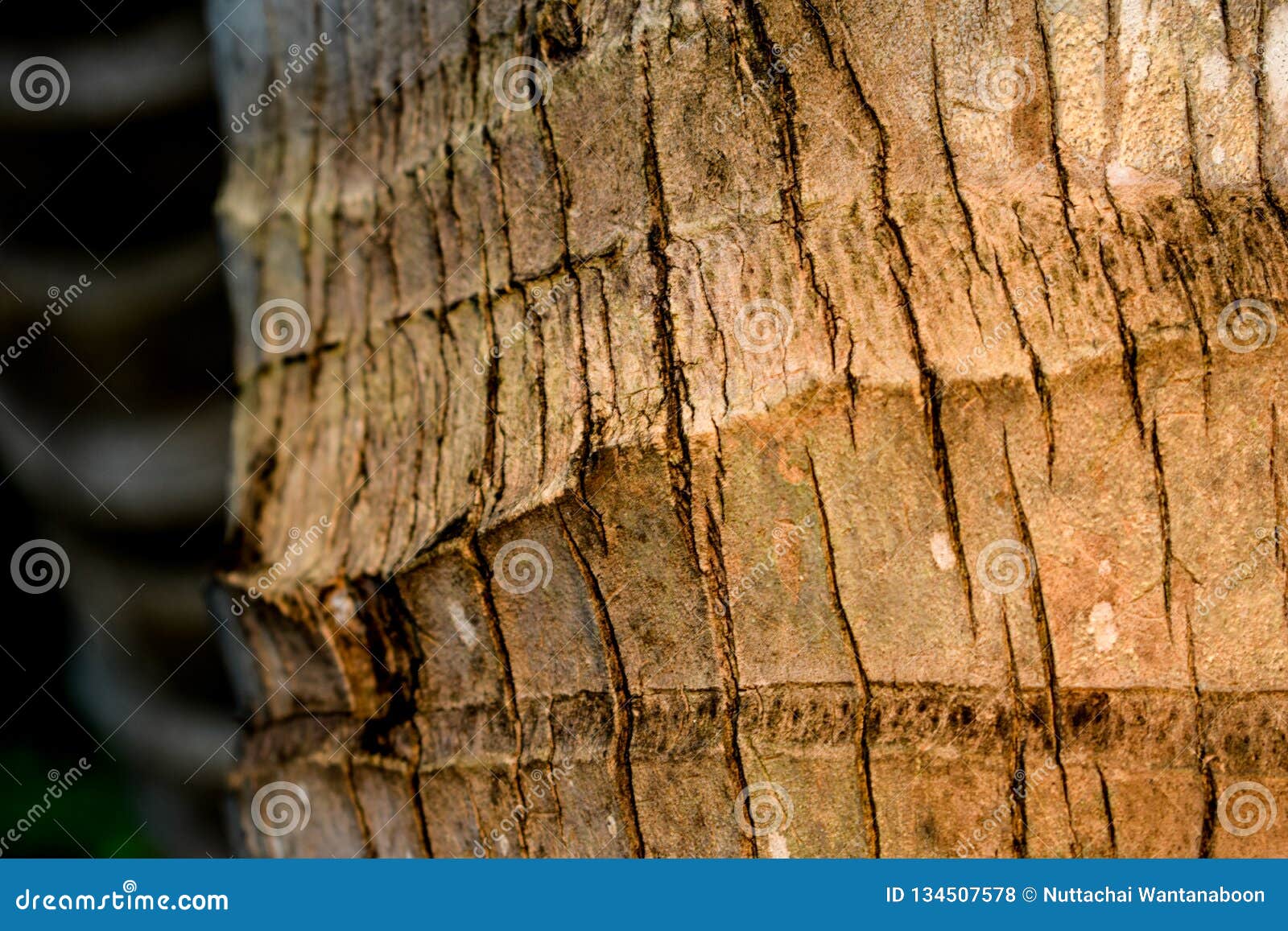Trunk of Coconut stock photo. Image of summer, park - 134507578